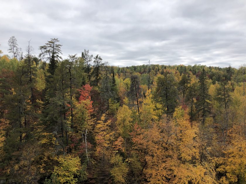 Fall Backpacking in the BWCA | Sioux Hustler Trail: Part 1 – Wandering Pine