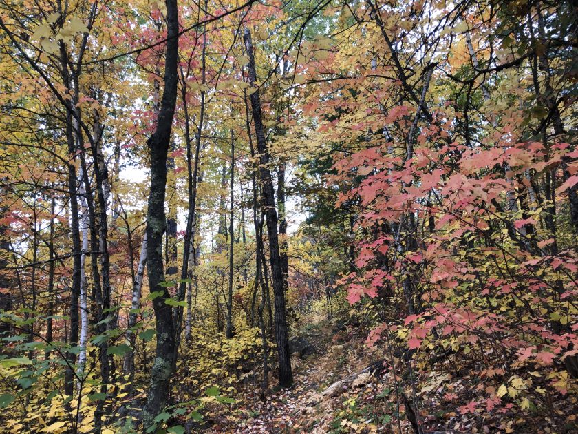 Fall Backpacking in the BWCA | Sioux Hustler Trail: Part 1 – Wandering Pine