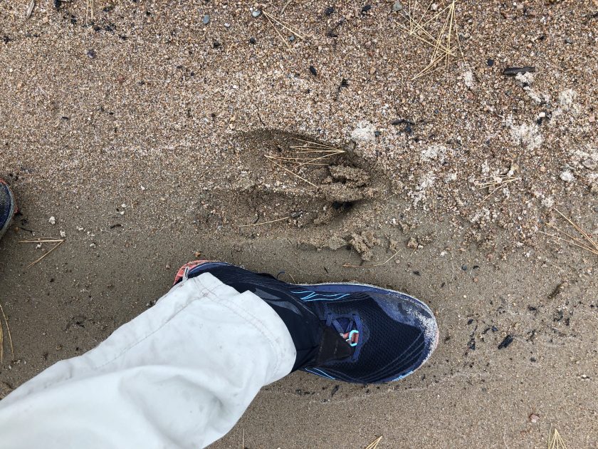 Fall Backpacking in the BWCA | Sioux Hustler Trail: Part 1 – Wandering Pine